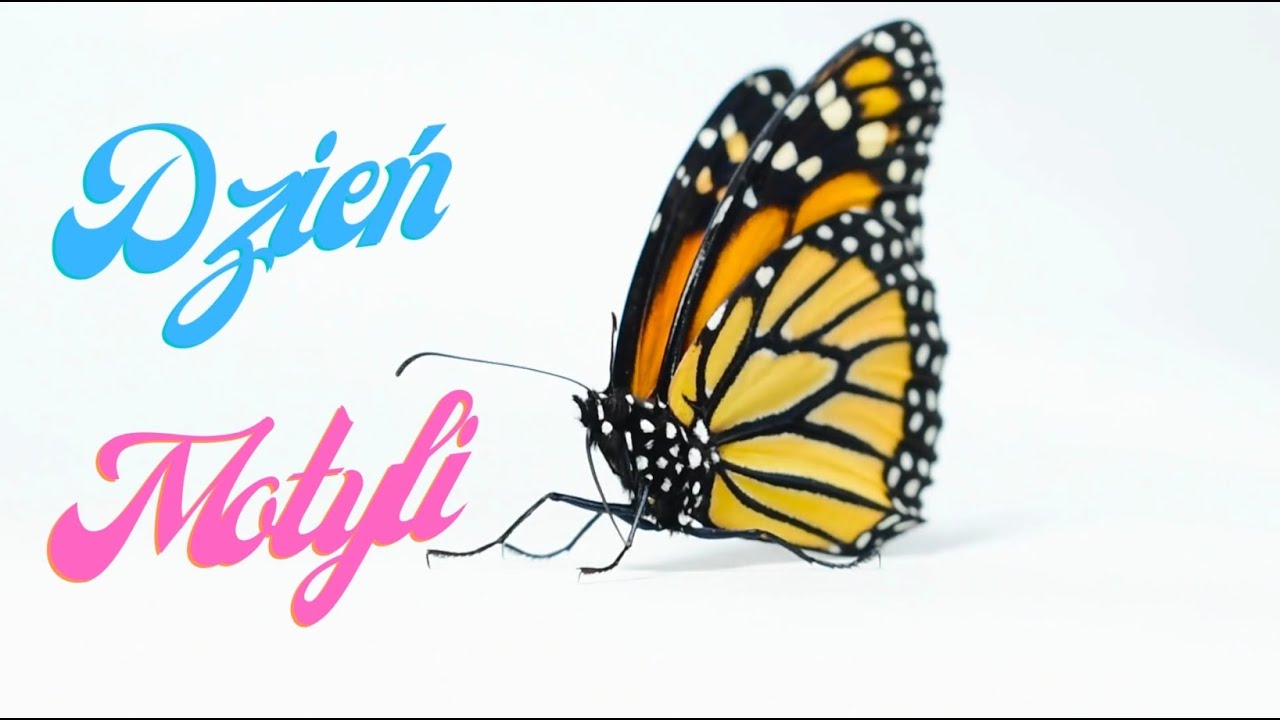🦋 Dzień Motyli 🦋 - Szkoła Podstawowa nr 1 w Żarach